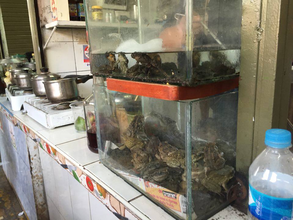 Jugo de la Rana – The Yale Globalist